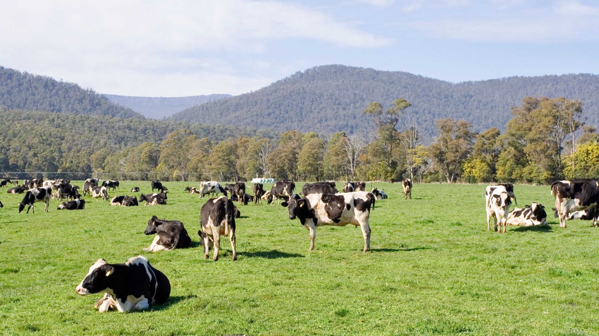 Dairy and Livestock Farming Connectivity Deep Dive Series: Harnessing ... Dairy and Livestock Farming Connectivity Deep Dive Series: Harnessing ...